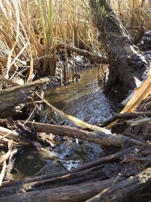 Otter - otter? - Trapperman Forums